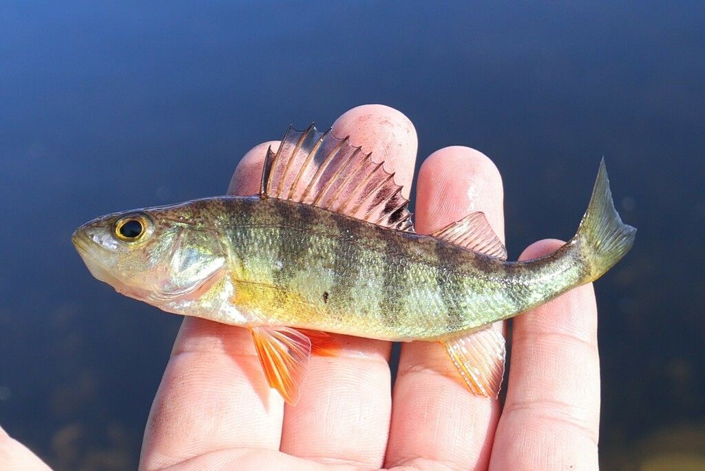 Yellow Perch from Saint John, NB, Canada on June 2, 2024 at 07:41 AM by ...