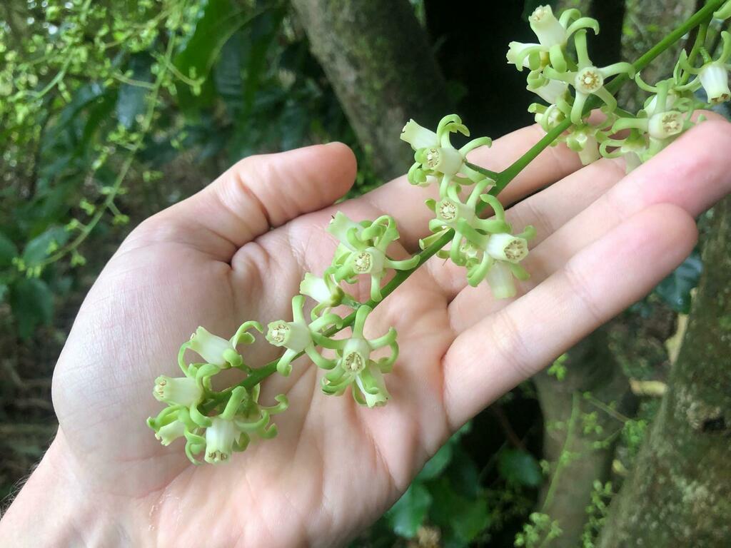 Kohekohe from Orakei, Auckland 1071, New Zealand on June 3, 2024 at 11: ...