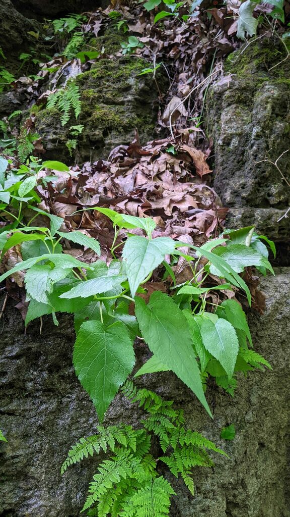 Forked Aster in May 2024 by Claire Ciafré · iNaturalist