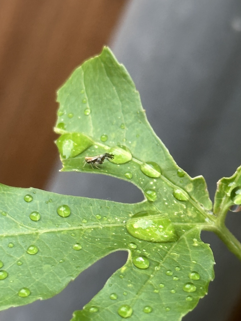 Ornate Planthopper from Comanche Dr, Allen, TX, US on May 30, 2024 at ...
