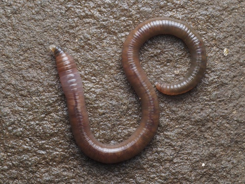 ジュズイミミズ属 (Drawida)