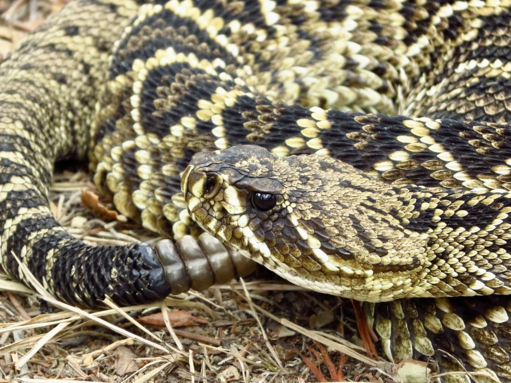 Eastern Diamondback Rattlesnake from Brunswick, GA, US on September 30 ...