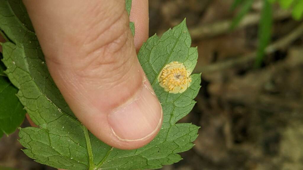 orange wheat rust from Shannon, Missouri, United States on May 30, 2024 ...