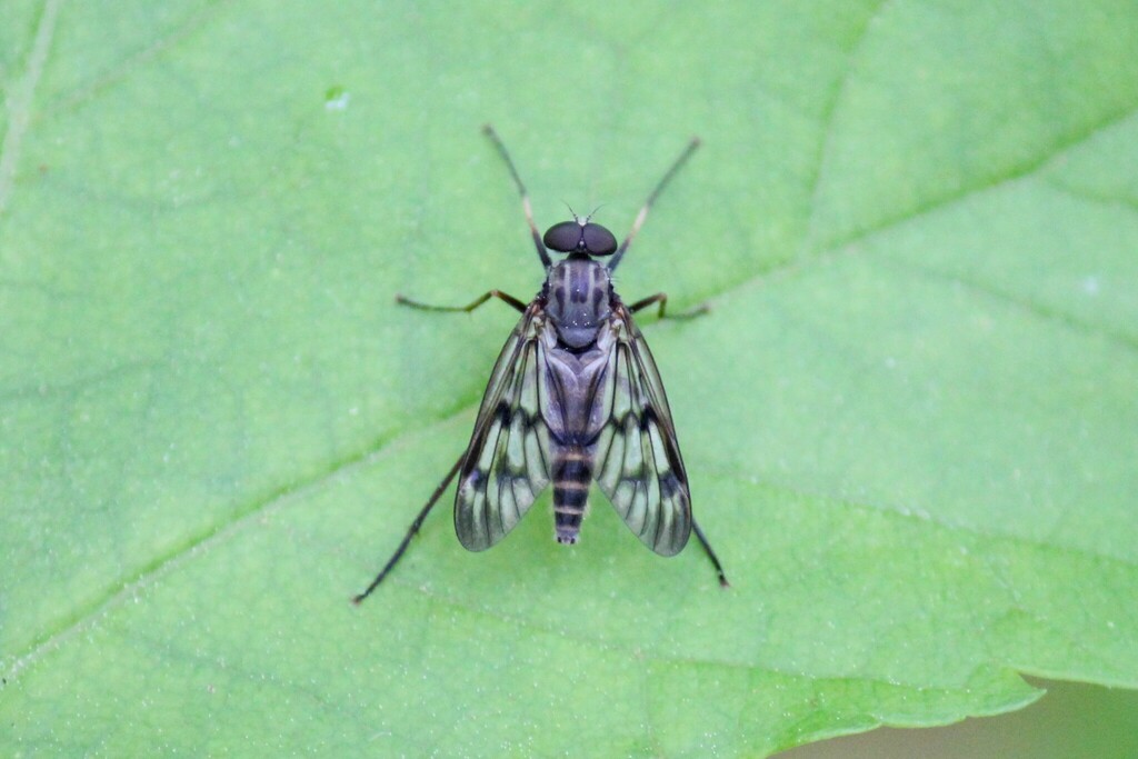 Common Snipe Fly from Chippewa County, MI, USA on June 1, 2024 at 10:54 ...