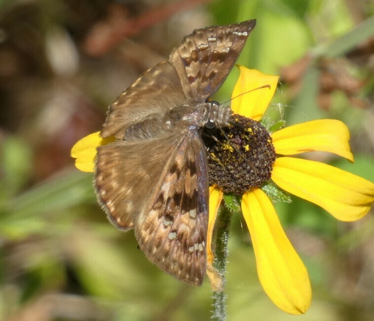 Horace's Duskywing from Florida, Polk, Green Swamp, Colt Creek State ...