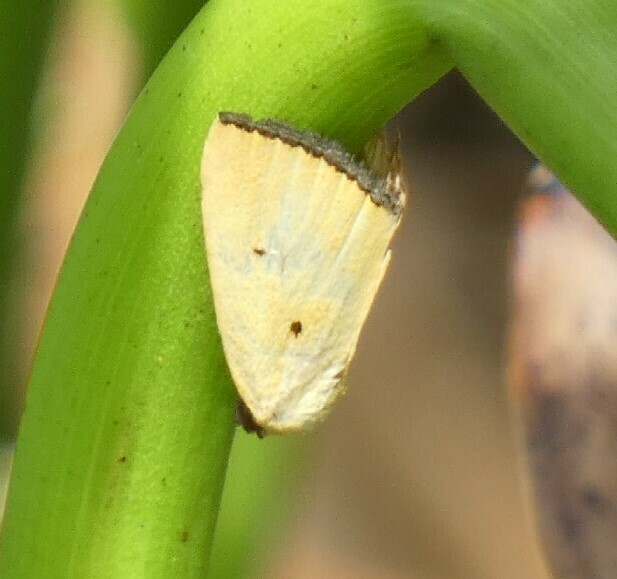 Black-bordered Lemon Moth from Florida, Polk, Green Swamp, Colt Creek ...