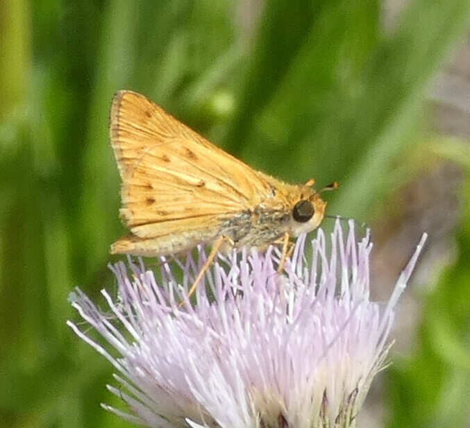 Fiery Skipper from Florida, Polk, Green Swamp, Colt Creek State Park on ...