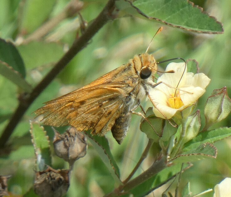 Fiery Skipper from Florida, Polk, Green Swamp, Colt Creek State Park on ...