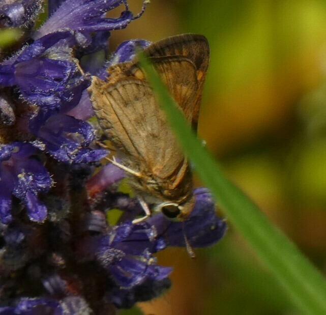 Fiery Skipper from Florida, Polk, Green Swamp, Colt Creek State Park on ...