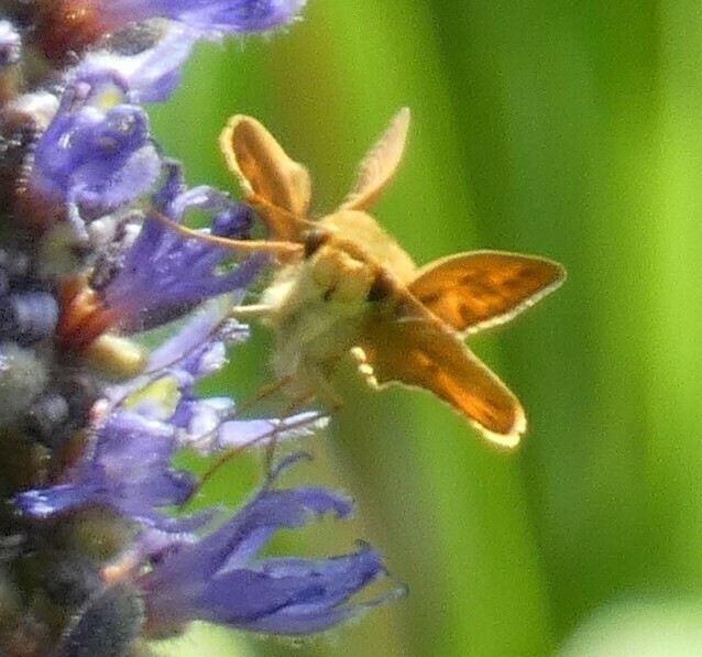 Fiery Skipper from Florida, Polk, Green Swamp, Colt Creek State Park on ...