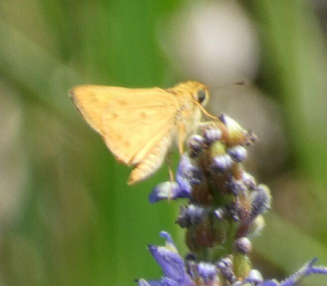Fiery Skipper from Florida, Polk, Green Swamp, Colt Creek State Park on ...
