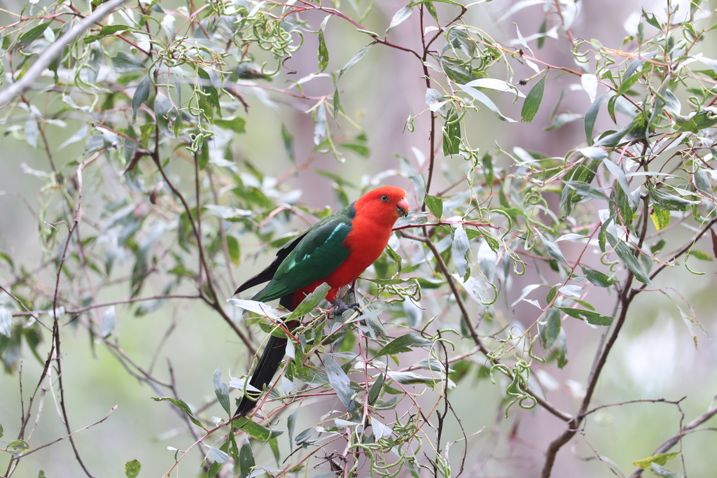 Australian King Parrot from Bauple Forest QLD 4650, Australia on ...