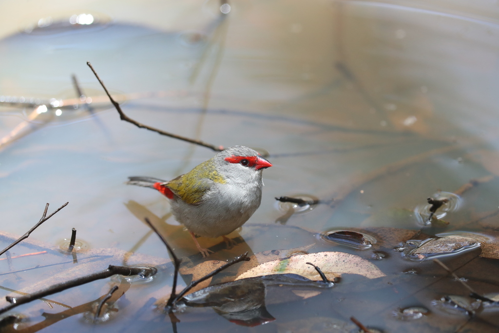 Red-browed Finch from Bauple Forest QLD 4650, Australia on October 28 ...