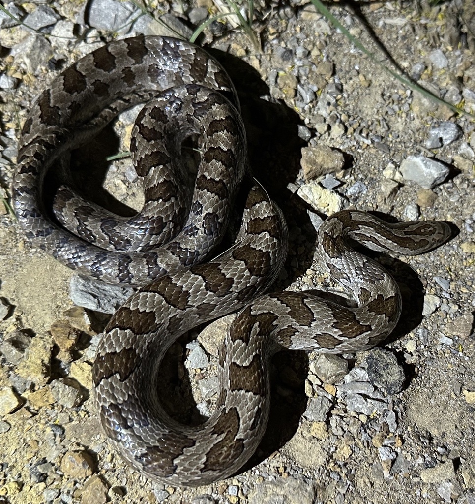 Prairie Kingsnake in May 2024 by herphendrie. Shawnee County, KS ...