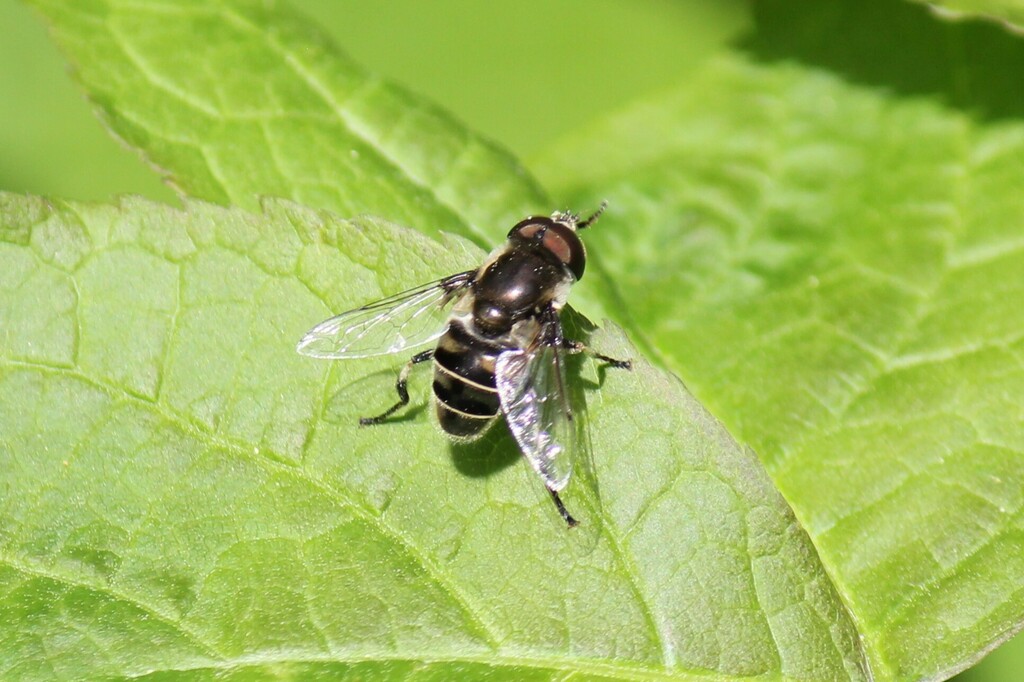 Black-shouldered Drone Fly from Chippewa County, MI, USA on June 1 ...