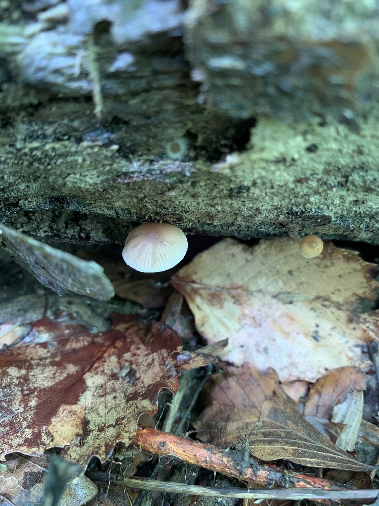 Simocybe from Pioneer Mothers 1, Paoli, IN, US on June 02, 2024 at 02: ...