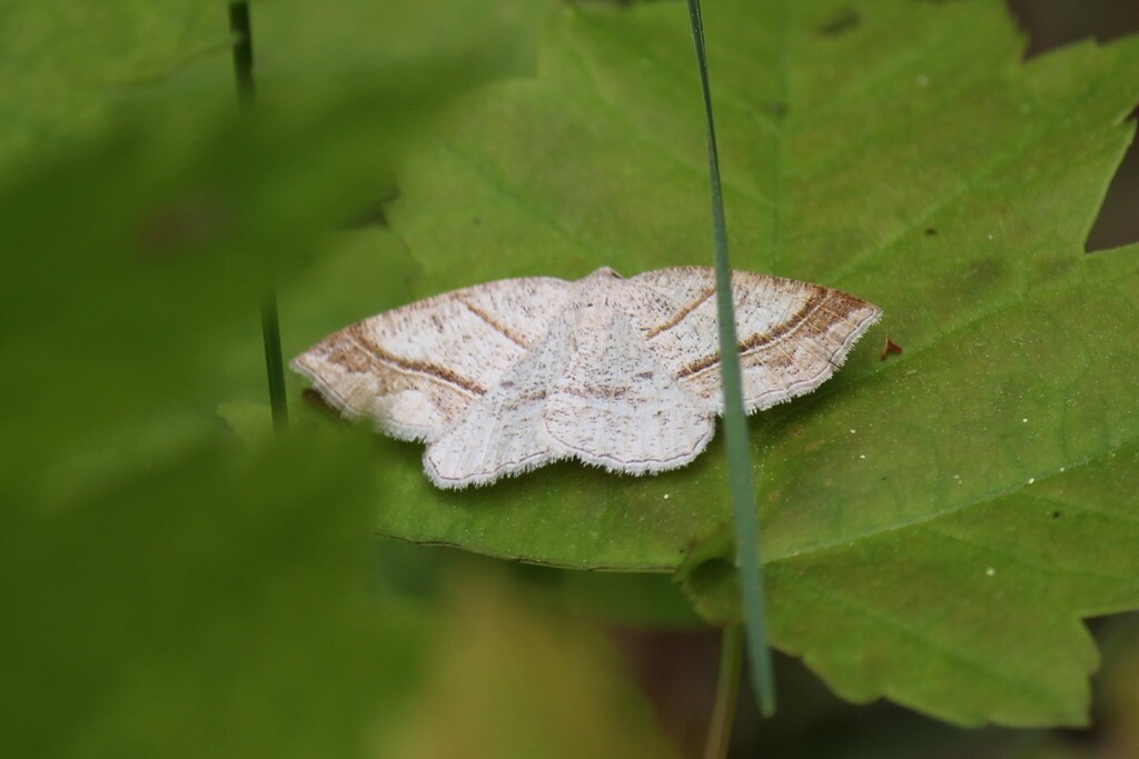 Northern Petrophora Moth from Chippewa County, MI, USA on June 1, 2024 ...