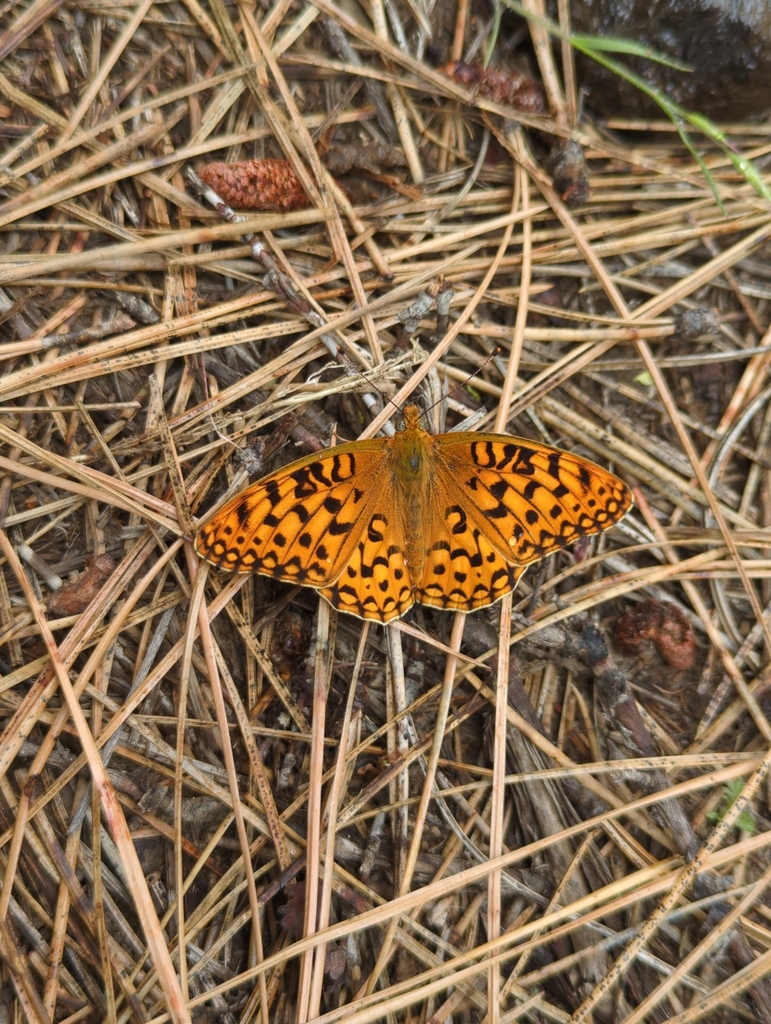 Coronis Fritillary from Kittitas County, US-WA, US on June 2, 2024 at ...