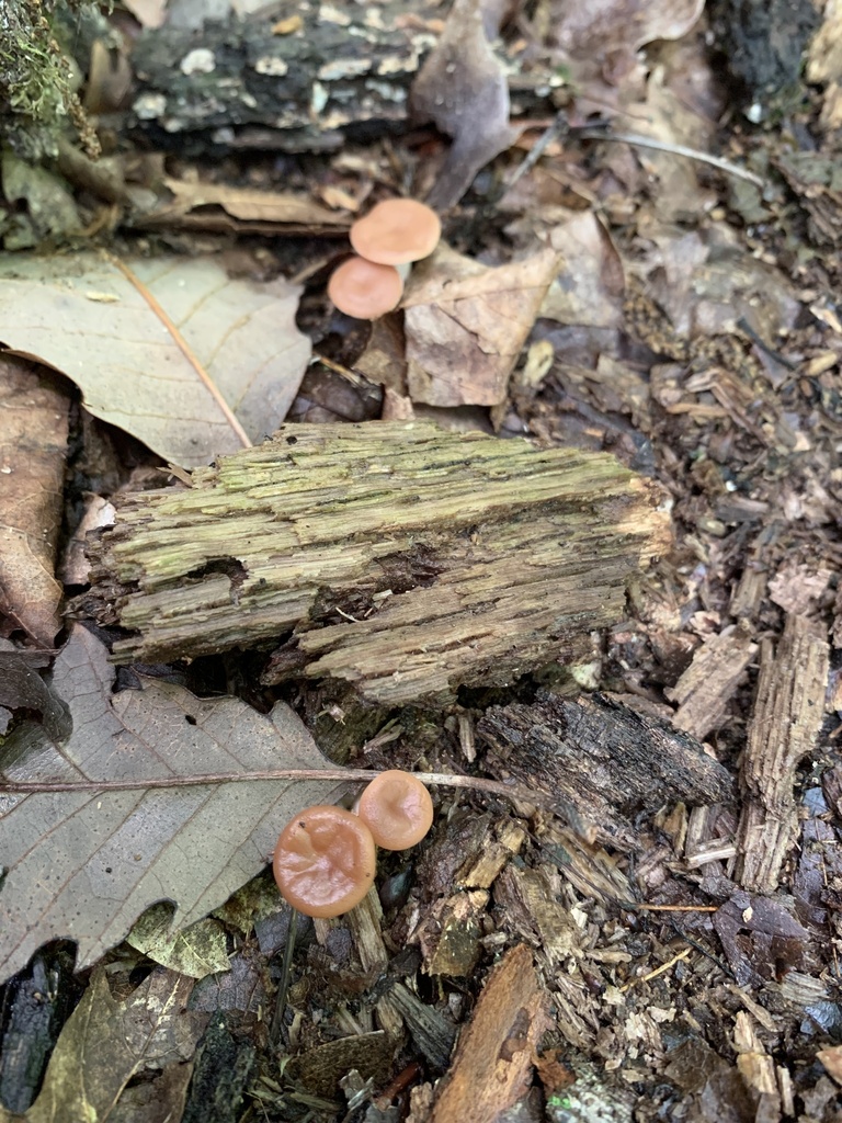 Funnels from Hoosier National Forest, Paoli, IN, US on June 02, 2024 at ...