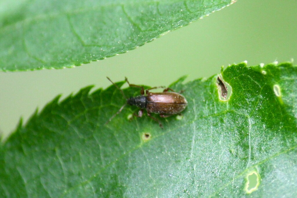 Brown Leaf Weevil from Mackinac County, MI, USA on June 1, 2024 at 02: ...