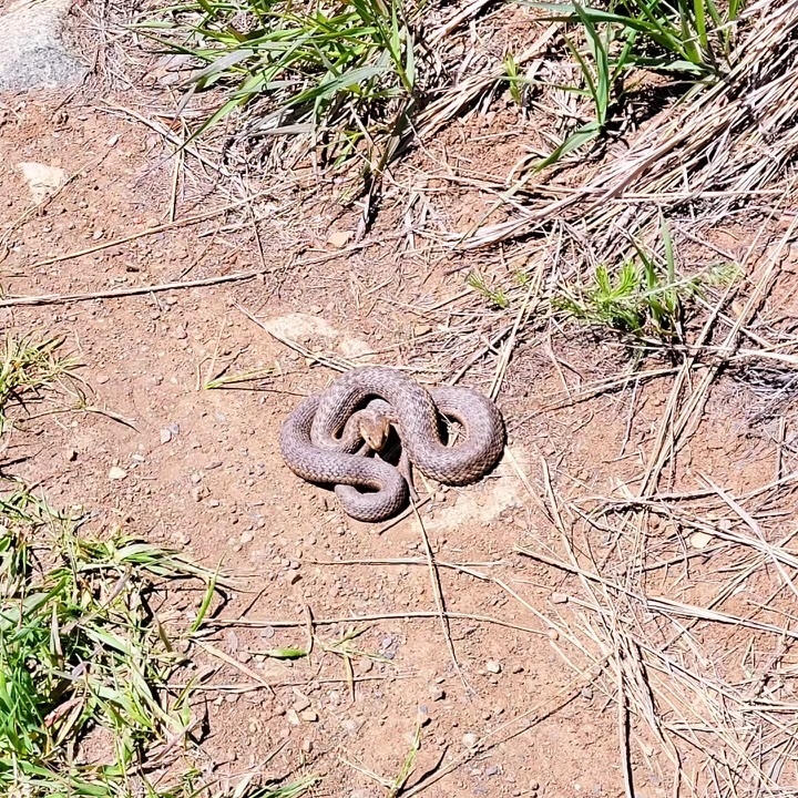Wandering Garter Snake from Granby, CO, US on June 2, 2024 at 07:01 PM ...