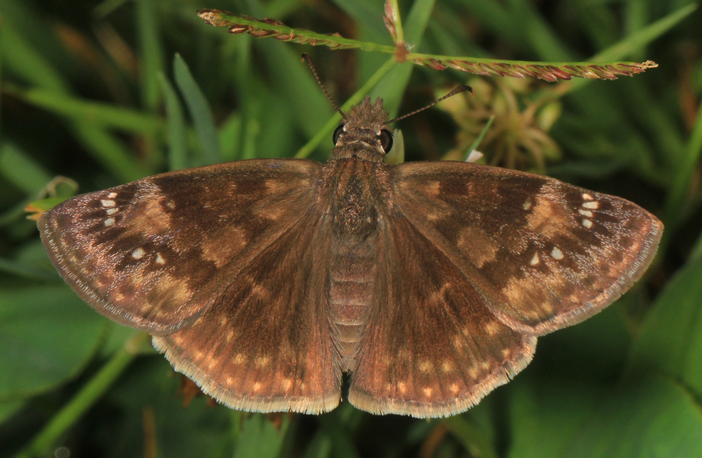 Wild Indigo Duskywing (Southern Plains butterfly guide) · iNaturalist