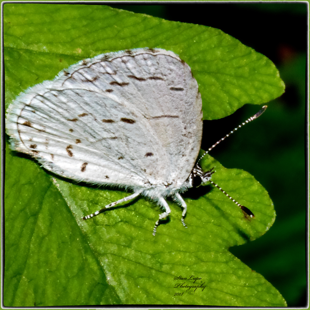 Spring Azure (Southern Plains butterfly guide) · iNaturalist
