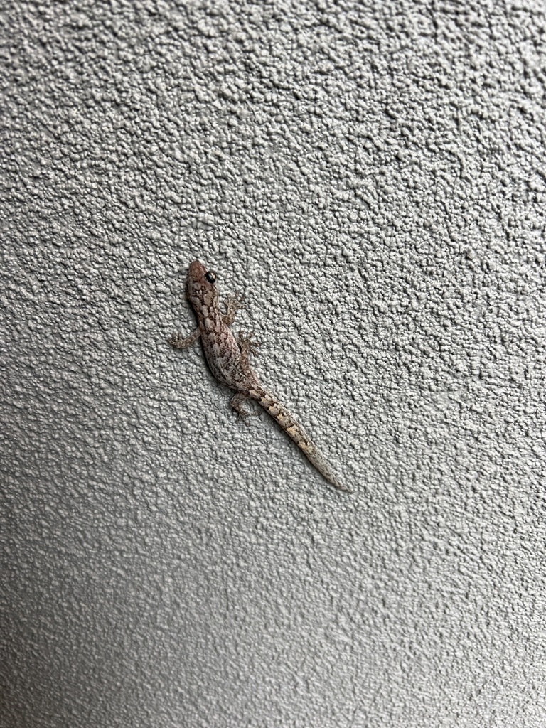 Southern Marbled Gecko from Windsor Ave, Strathmore, VIC, AU on June 3 ...