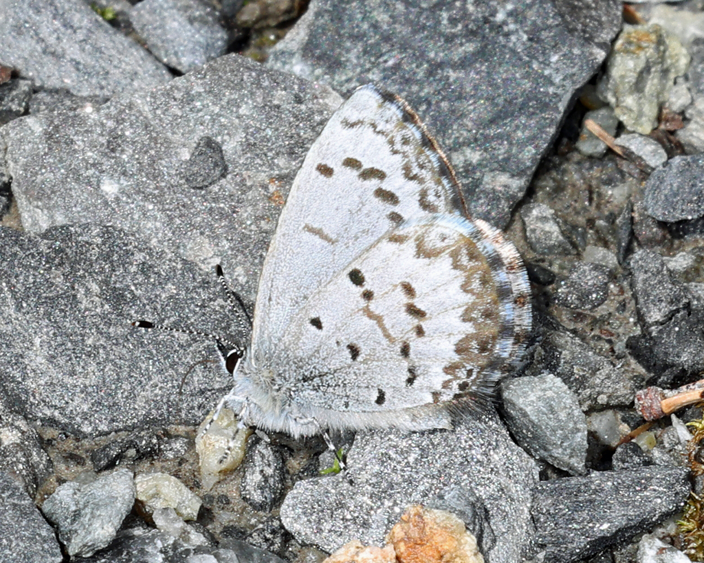 Spring Azure (Southern Plains butterfly guide) · iNaturalist
