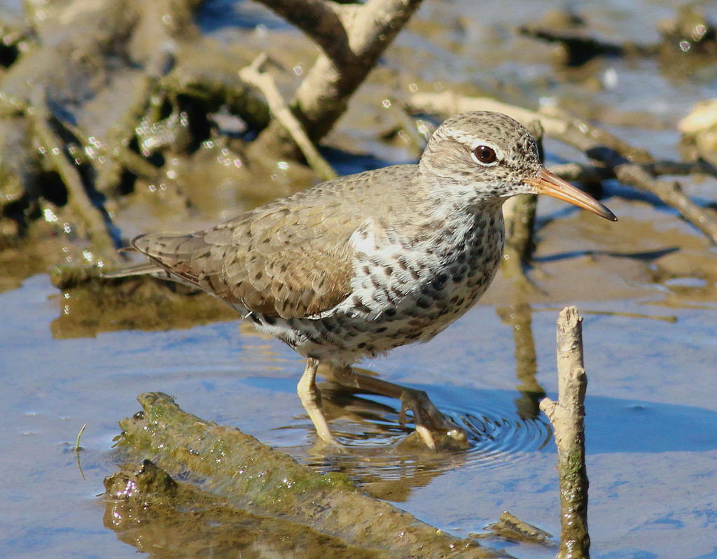 Spotted Sandpiper (Wildlife of Mueller State Park) · iNaturalist