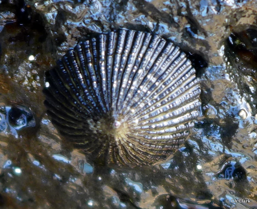 Yellow-foot 'Opihi (common Hawaiian intertidal/tidepool species ...