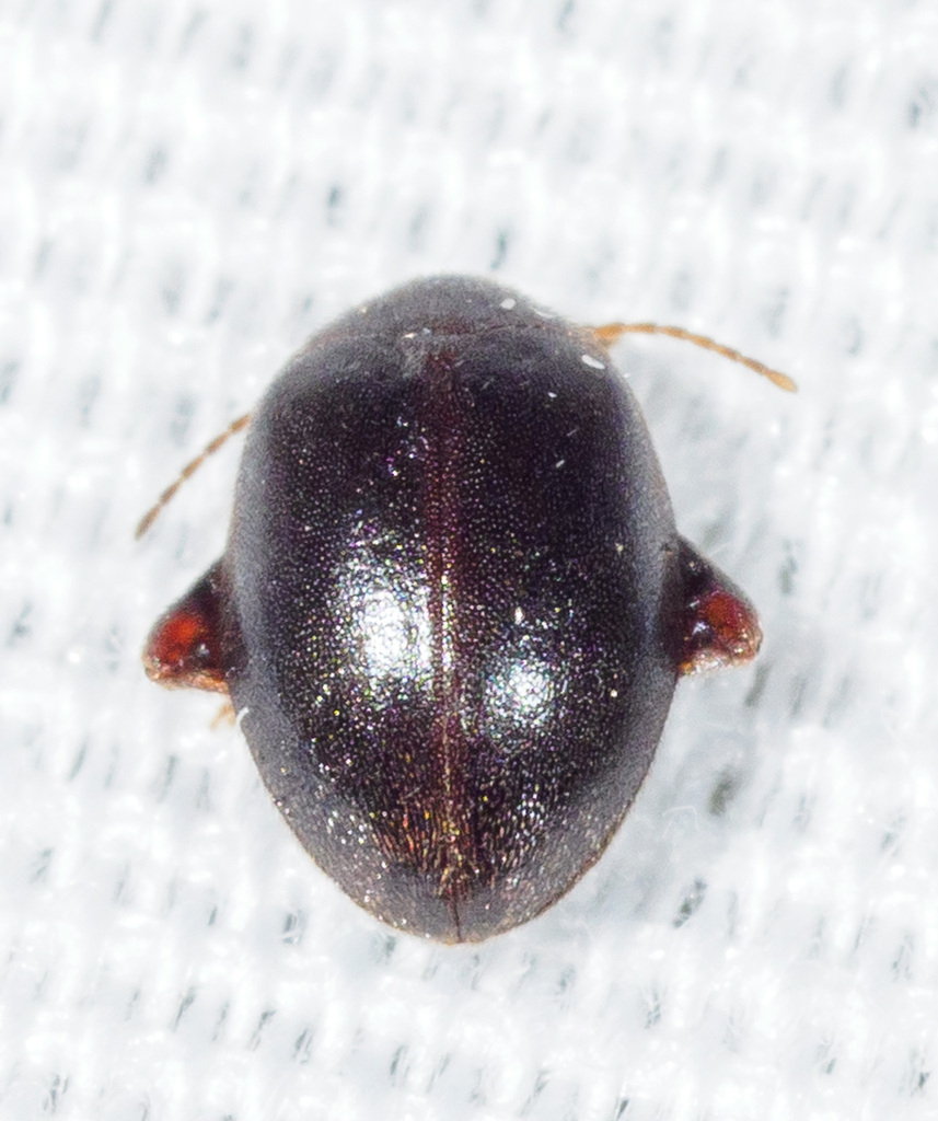 Red-legged Marsh Beetle from Caroline County, MD, USA on June 1, 2024 ...