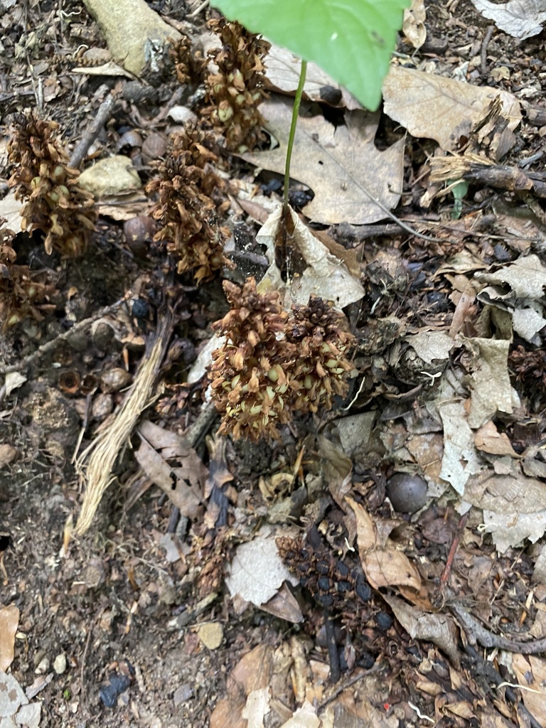 American cancer-root from Wayne National Forest, Millfield, OH, US on ...