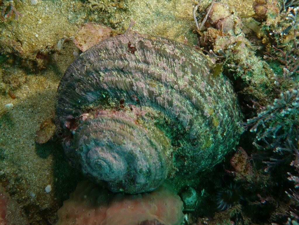 Rough turban shell from Oak Park on September 17, 2020 at 10:39 AM by ...