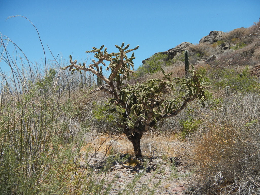 Chain-link Cholla from Loreto Municipality, BCS, Mexico on May 31, 2024 ...