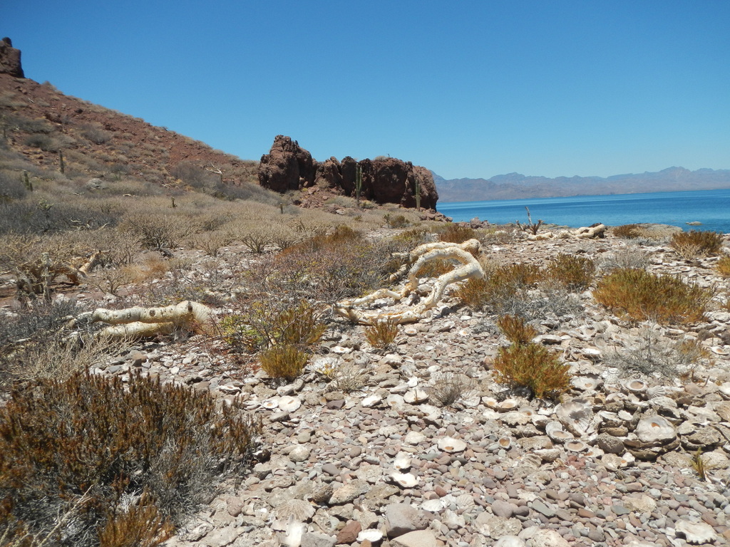 elephant tree from Loreto Municipality, BCS, Mexico on May 31, 2024 at ...