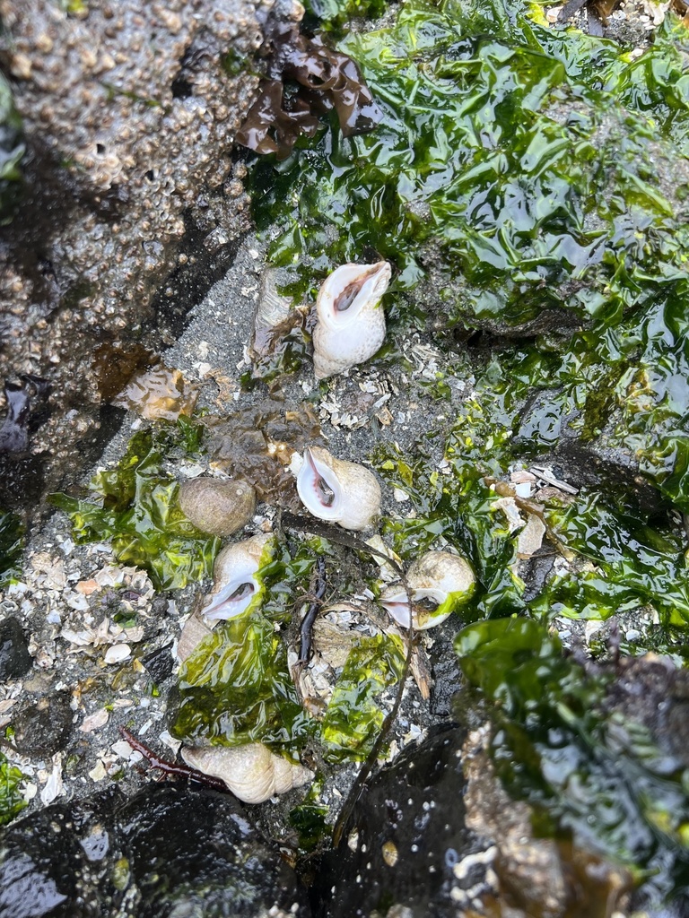 Frilled Dogwinkle from Seattle, WA, US on May 24, 2024 at 11:34 AM by ...