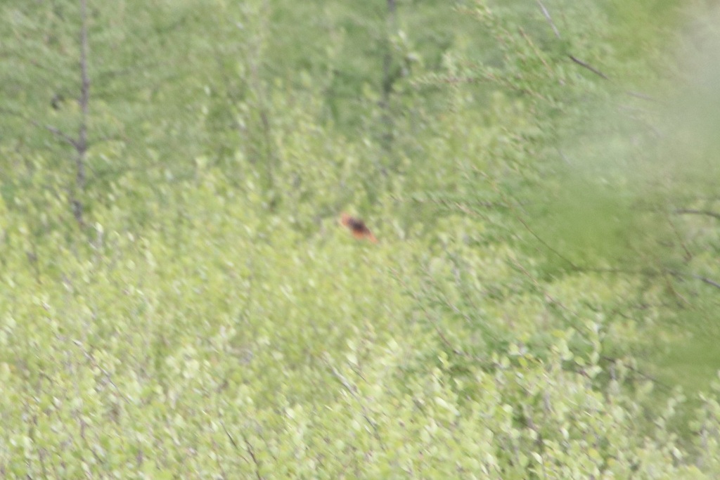 Frigga Fritillary from Forbes, MN, US on June 2, 2024 at 10:02 AM by ...