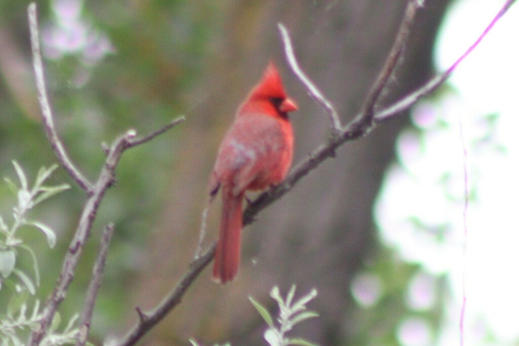 Eastern Cardinal from Hughes County, SD, USA on May 31, 2024 at 06:34 ...