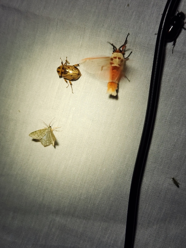 Trosia in May 2024 by Patrick Jackson · iNaturalist