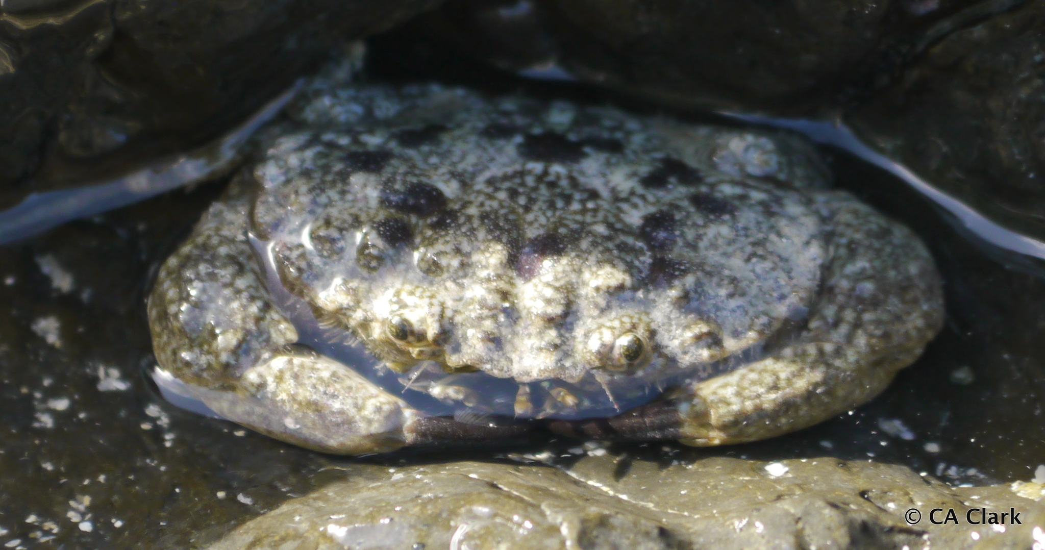 Leptodius sanguineus (H.Milne Edwards, 1834)