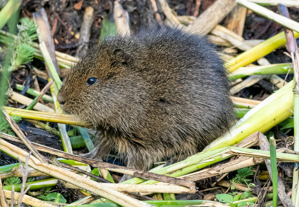 Cuis común desde Cota, Cundinamarca, Colombia el 05 de abril de 2024 a ...