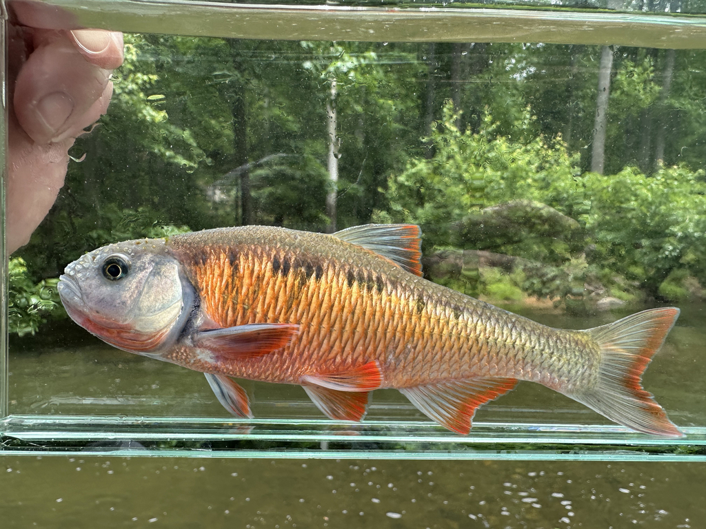 Common Shiner from Harford County, MD, USA on June 02, 2024 at 12:45 PM ...