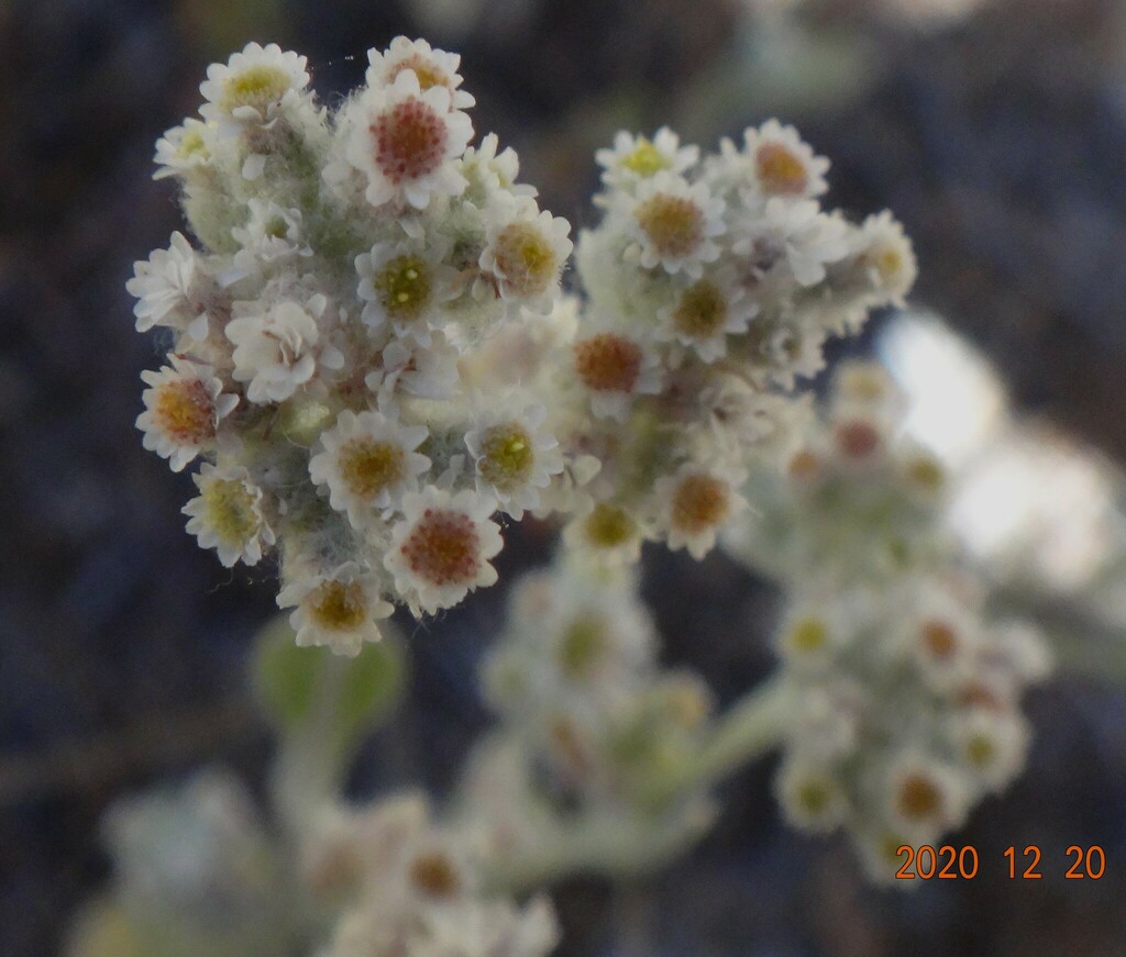 White Cudweed from Bunbury WA, Australia on December 20, 2020 at 01:47 ...