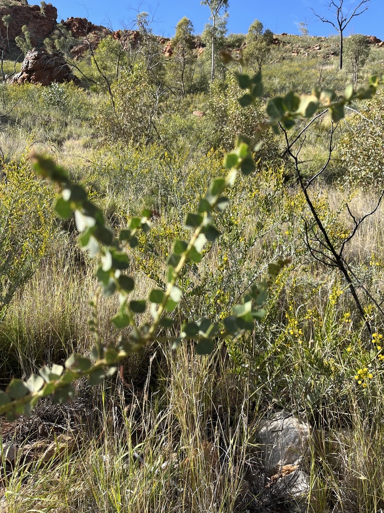 wattles from Tjoritja/West MacDonnell National Park, Burt Plain, NT, AU ...