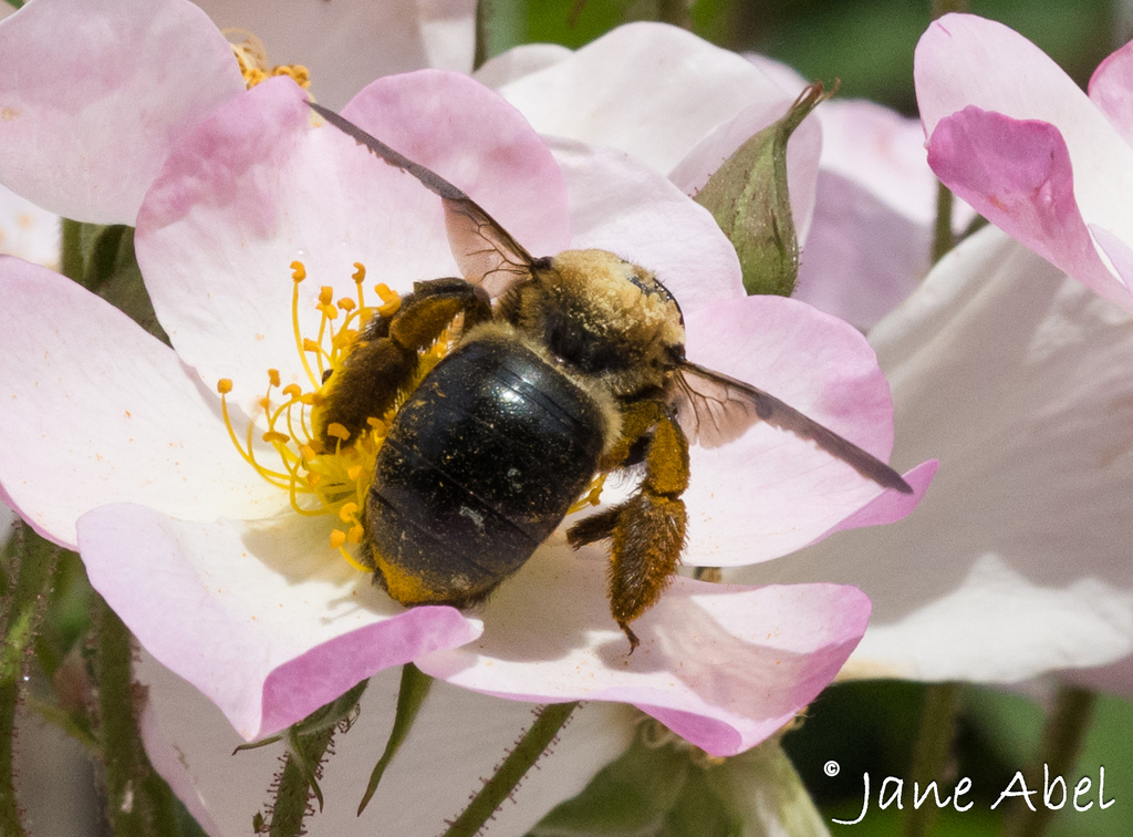 Eastern Carpenter Bee from Richland, WA, USA on June 2, 2024 at 09:40 ...