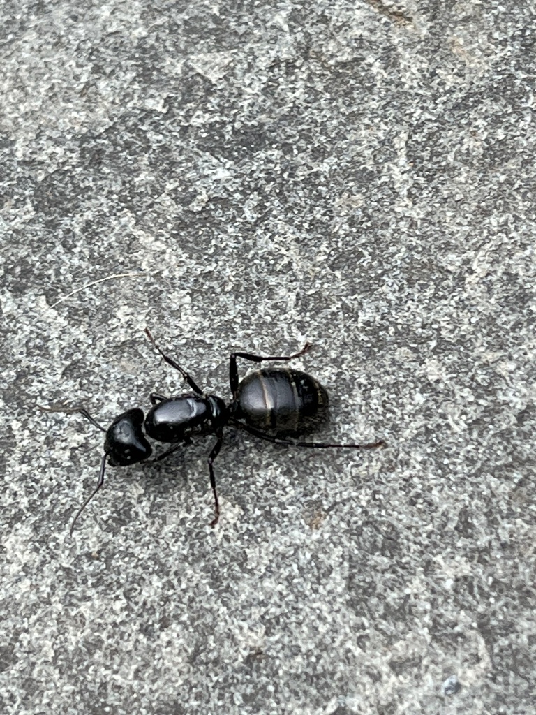 Eastern Black Carpenter Ant from Green Hill Rd, Chester, NJ, US on June ...