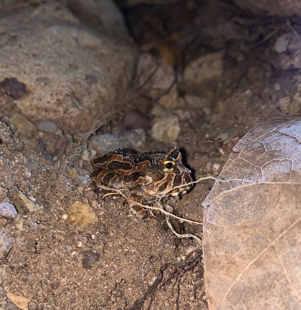 Venezuelan Horned Frog from Maicao, La Guajira, CO on May 30, 2024 at ...