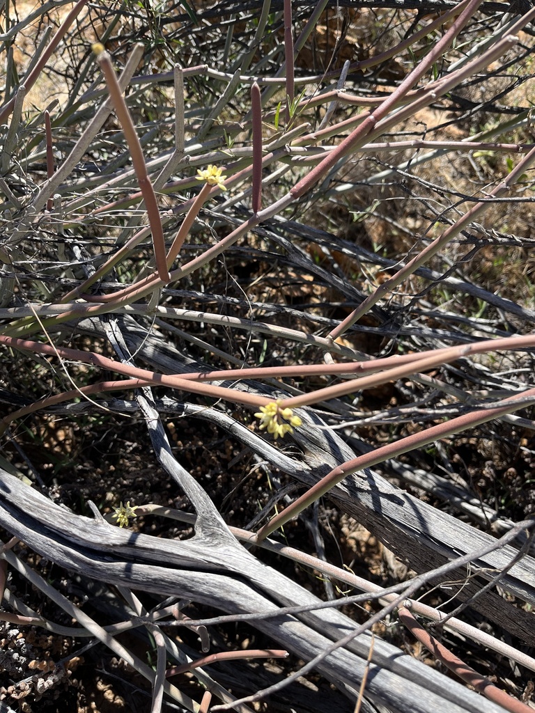 Caustic Vine from Tjoritja/West MacDonnell National Park, Hugh, NT, AU ...