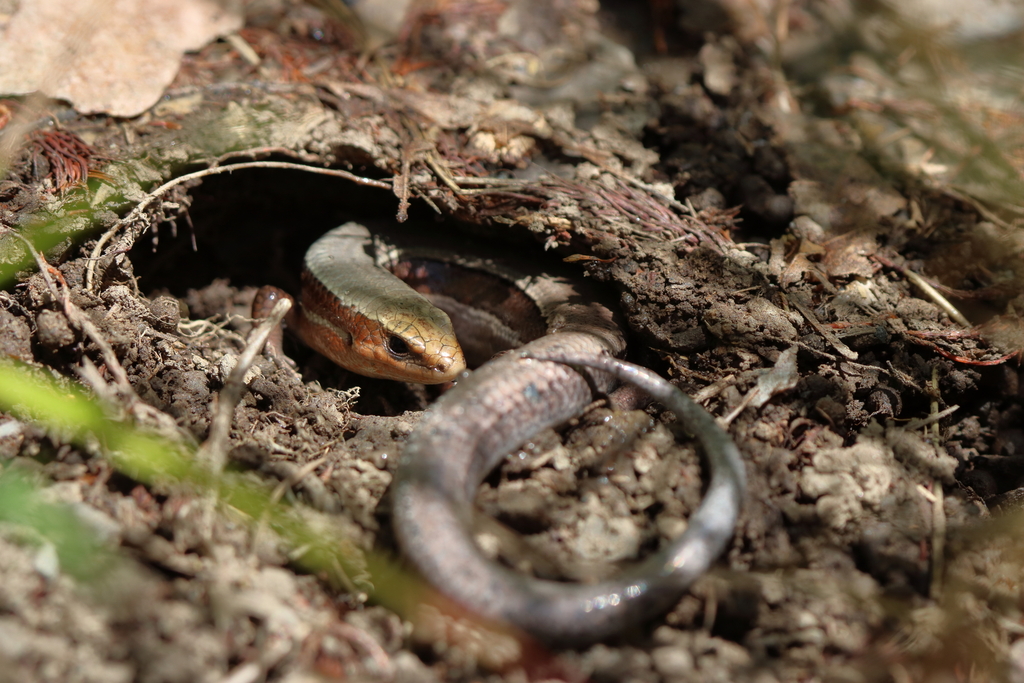 Coal Skink in June 2024 by Riley Stanton · iNaturalist